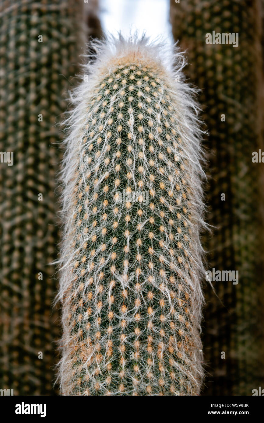 Cactus family plants, different shapes Stock Photo - Alamy
