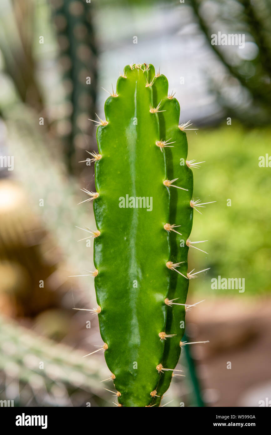 Cactus family plants, different shapes Stock Photo - Alamy