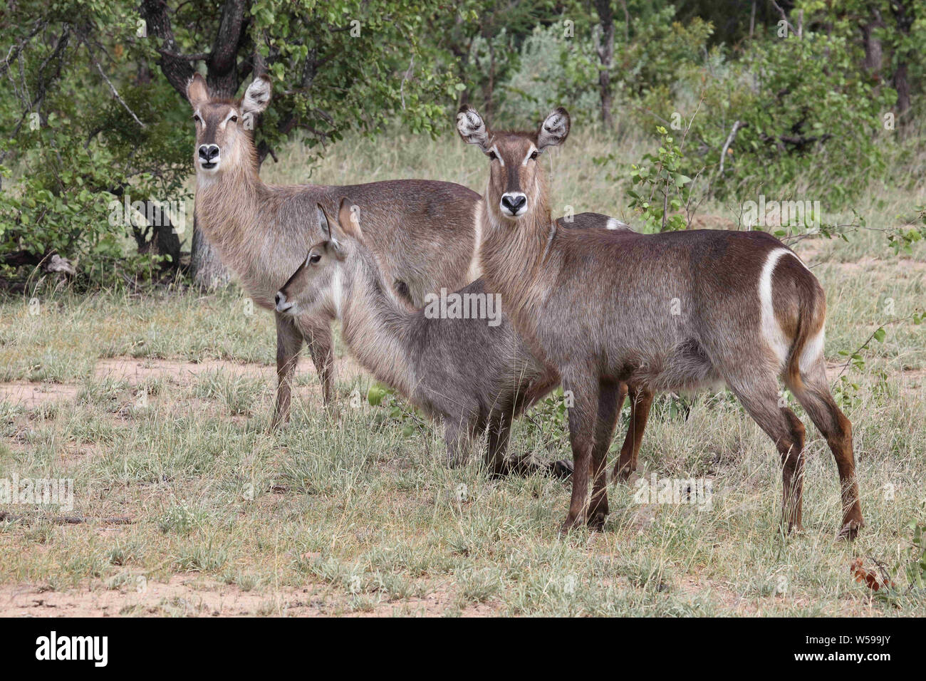 Wasserbock / Waterbuck / Kobus ellipsiprymnus Stock Photo - Alamy