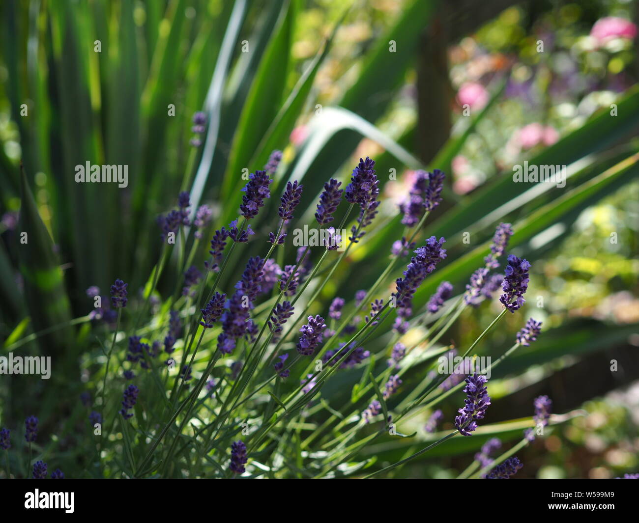 closeup purple Lavandula angustifolia in front of Yucca Stock Photo - Alamy