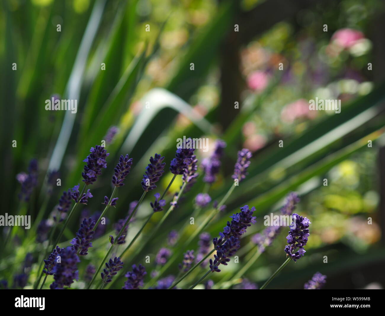 closeup purple Lavandula angustifolia in front of Yucca Stock Photo - Alamy