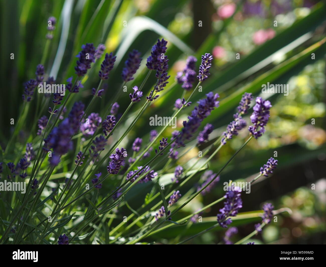 closeup purple Lavandula angustifolia in front of Yucca Stock Photo - Alamy
