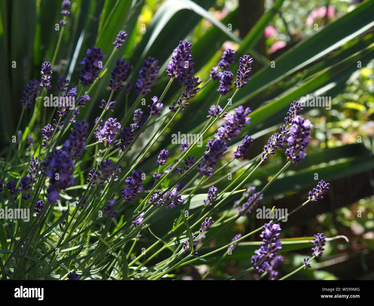 Yucca angustifolia hi-res stock photography and images - Alamy