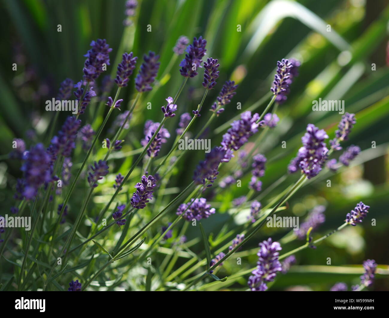 closeup purple Lavandula angustifolia in front of Yucca Stock Photo - Alamy
