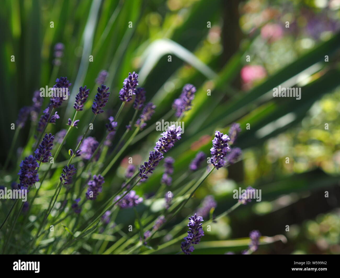 closeup purple Lavandula angustifolia in front of Yucca Stock Photo - Alamy