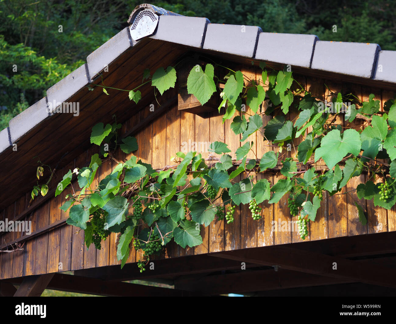 Planting grape vine garden hi-res stock photography and images - Alamy
