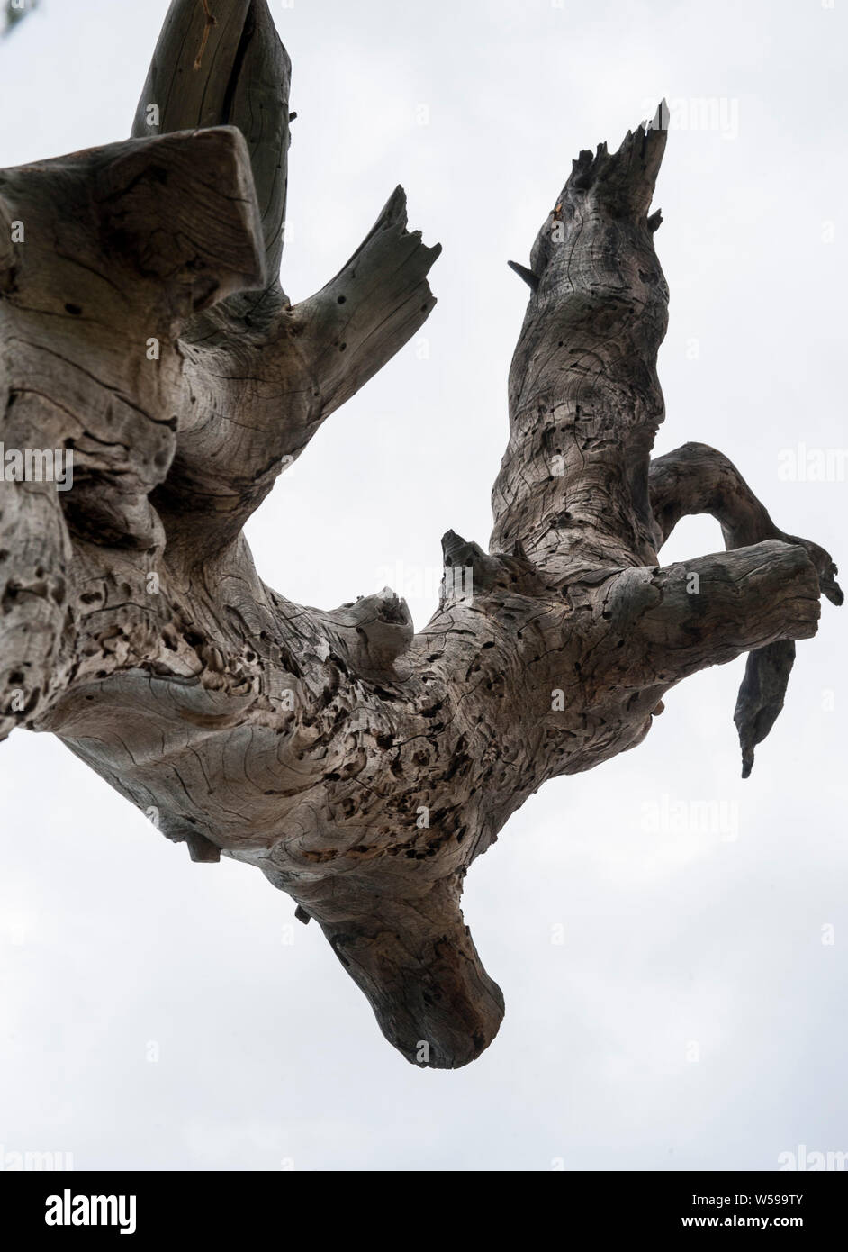 Big driftwood hi-res stock photography and images - Alamy