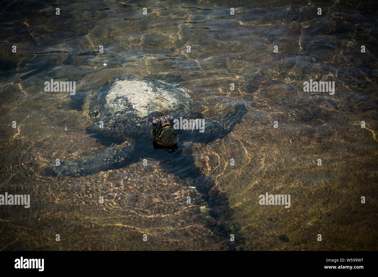 Turtle float hi-res stock photography and images - Alamy