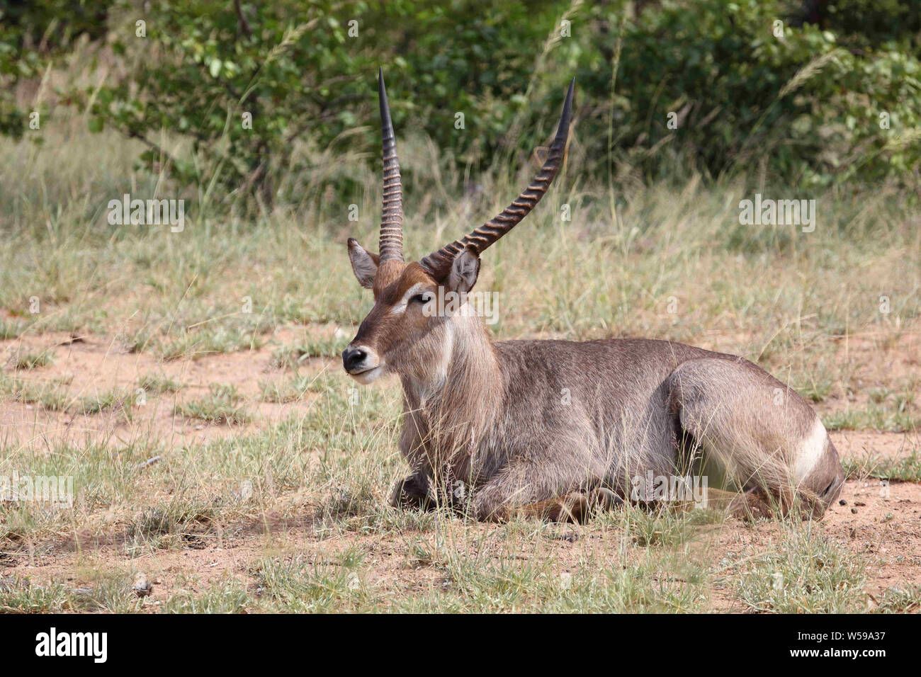 Wasserbock / Waterbuck / Kobus ellipsiprymnus Stock Photo - Alamy