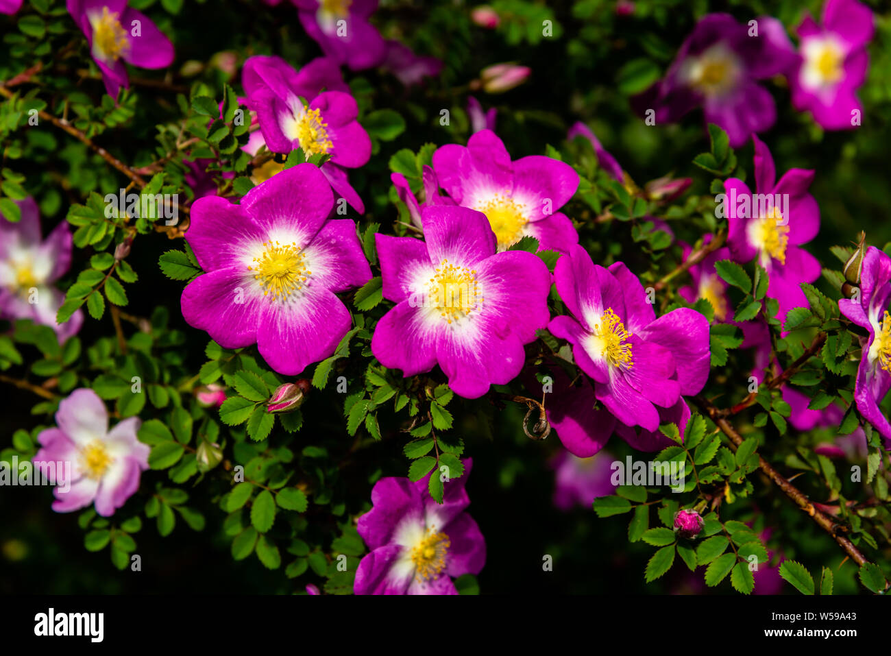 Purple flowers in the garden Stock Photo - Alamy