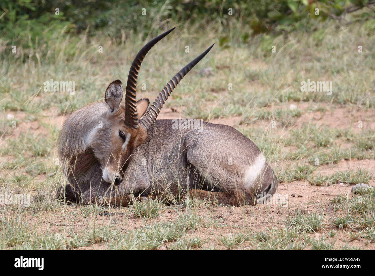 Wasserbock / Waterbuck / Kobus ellipsiprymnus Stock Photo - Alamy