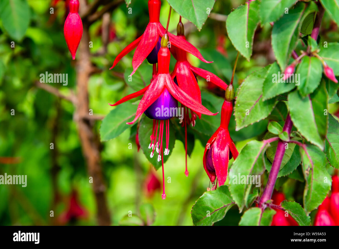 Red fuchsia flowers, green leaves Stock Photo - Alamy