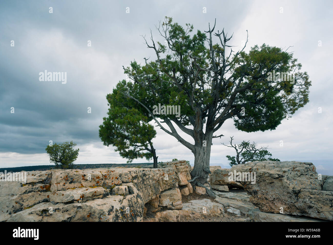 Juniper tree (Juniperous osteosperma) on South Rim of the Grand Canyon ...