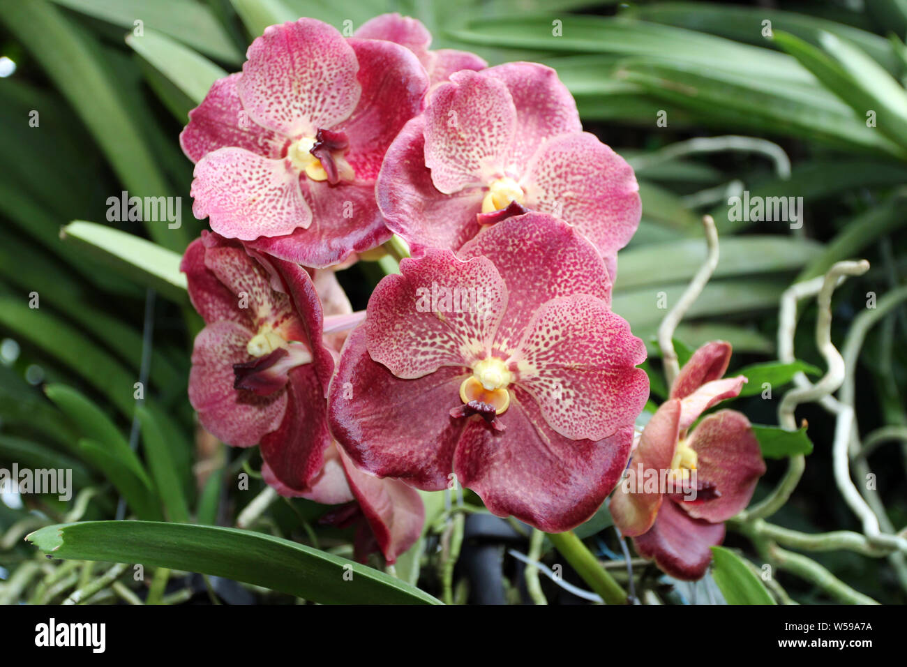 Maroon orchids hi-res stock photography and images - Alamy