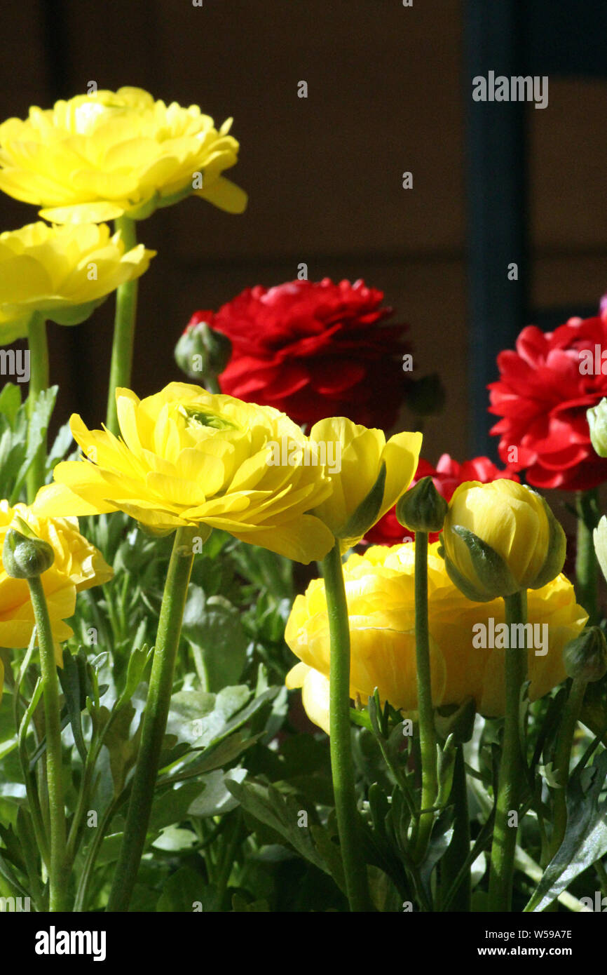 Red and yellow Ranunculus flowers and buds in various stages of bloom ...