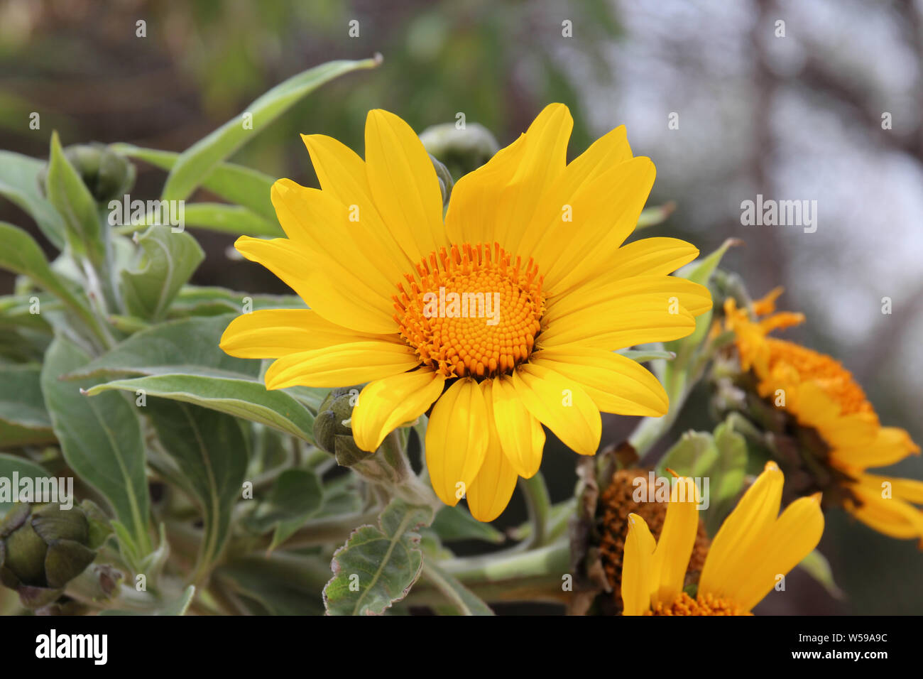 Close up of a blooming Mexican Sunflower in Phoenix, Arizona, USA Stock ...