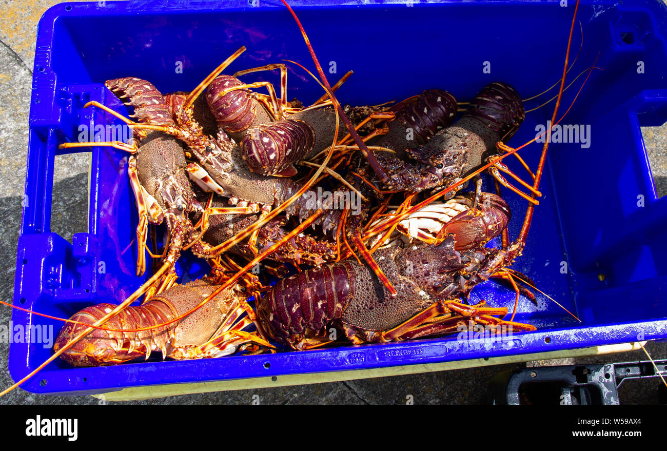 Fish box full of Crayfish Stock Photo - Alamy