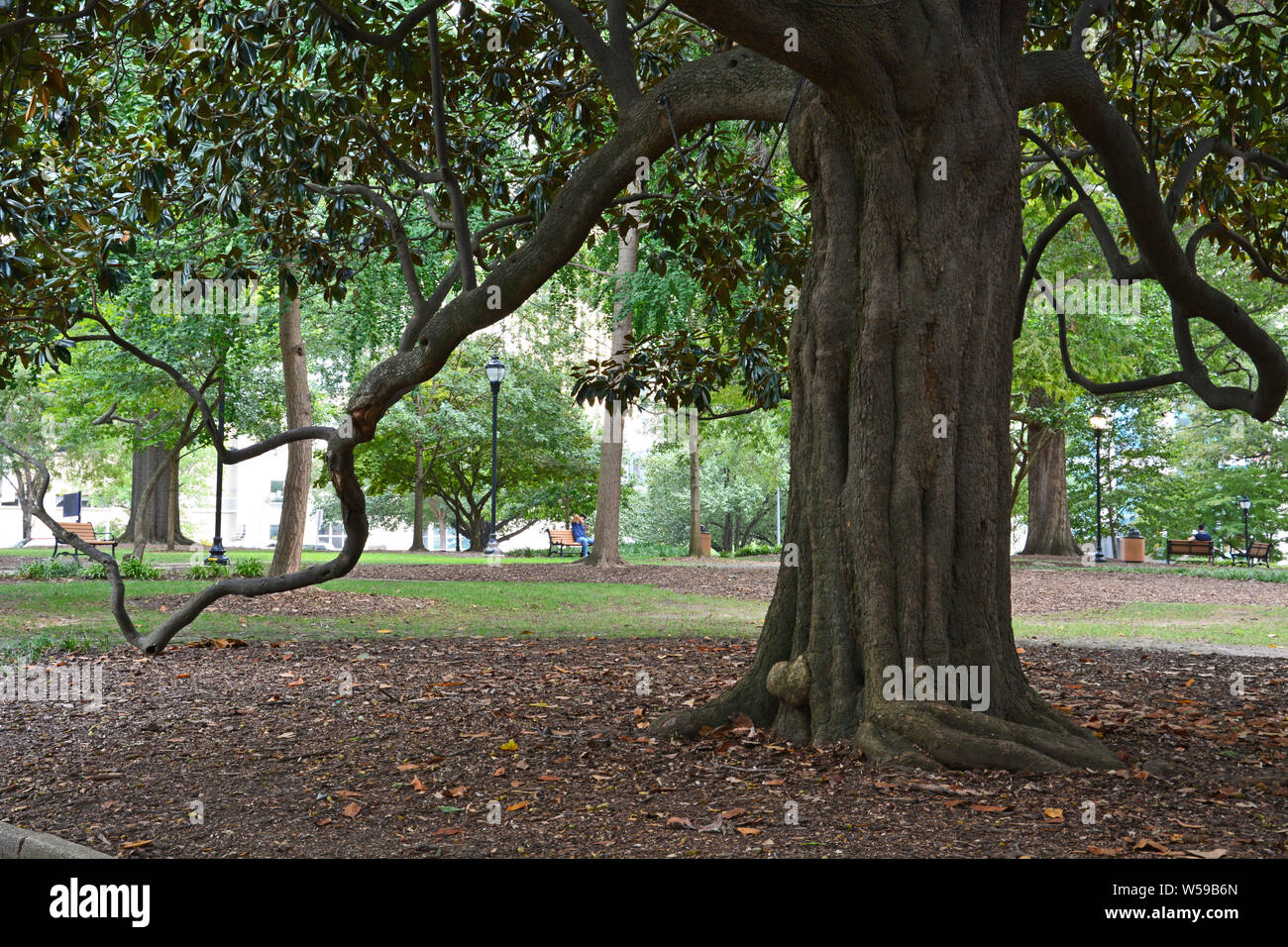 The tangled truck of an old magnolia tree in Raleigh North Carolina's ...