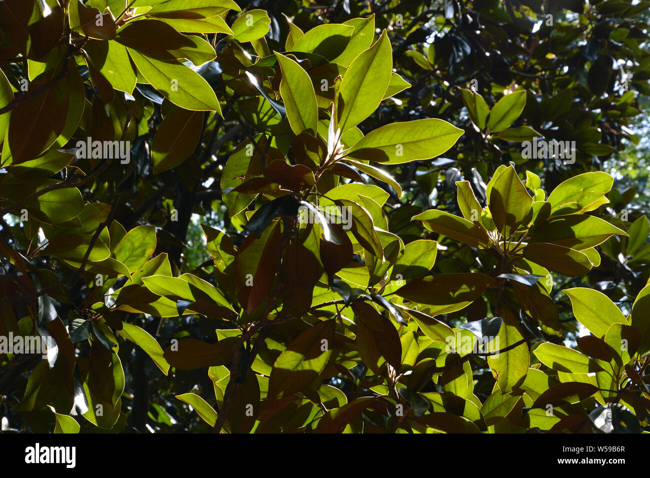 Southern magnolia tree hi-res stock photography and images - Alamy