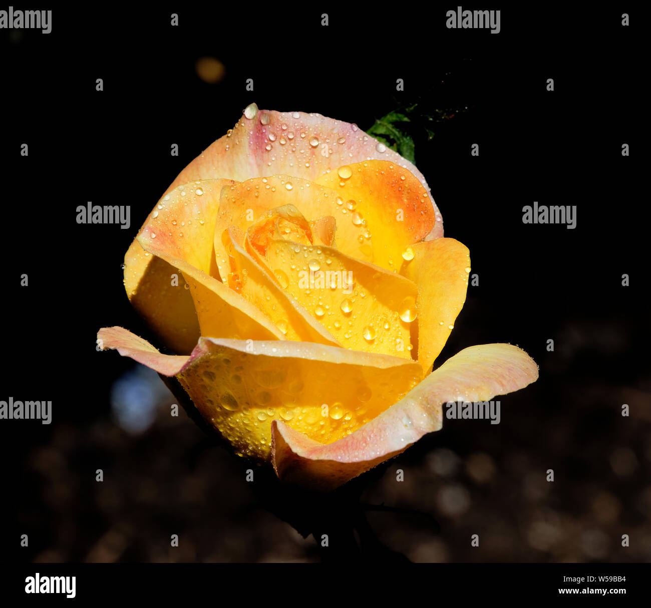 Australian Roses Perth High Resolution Stock Photography and Images - Alamy