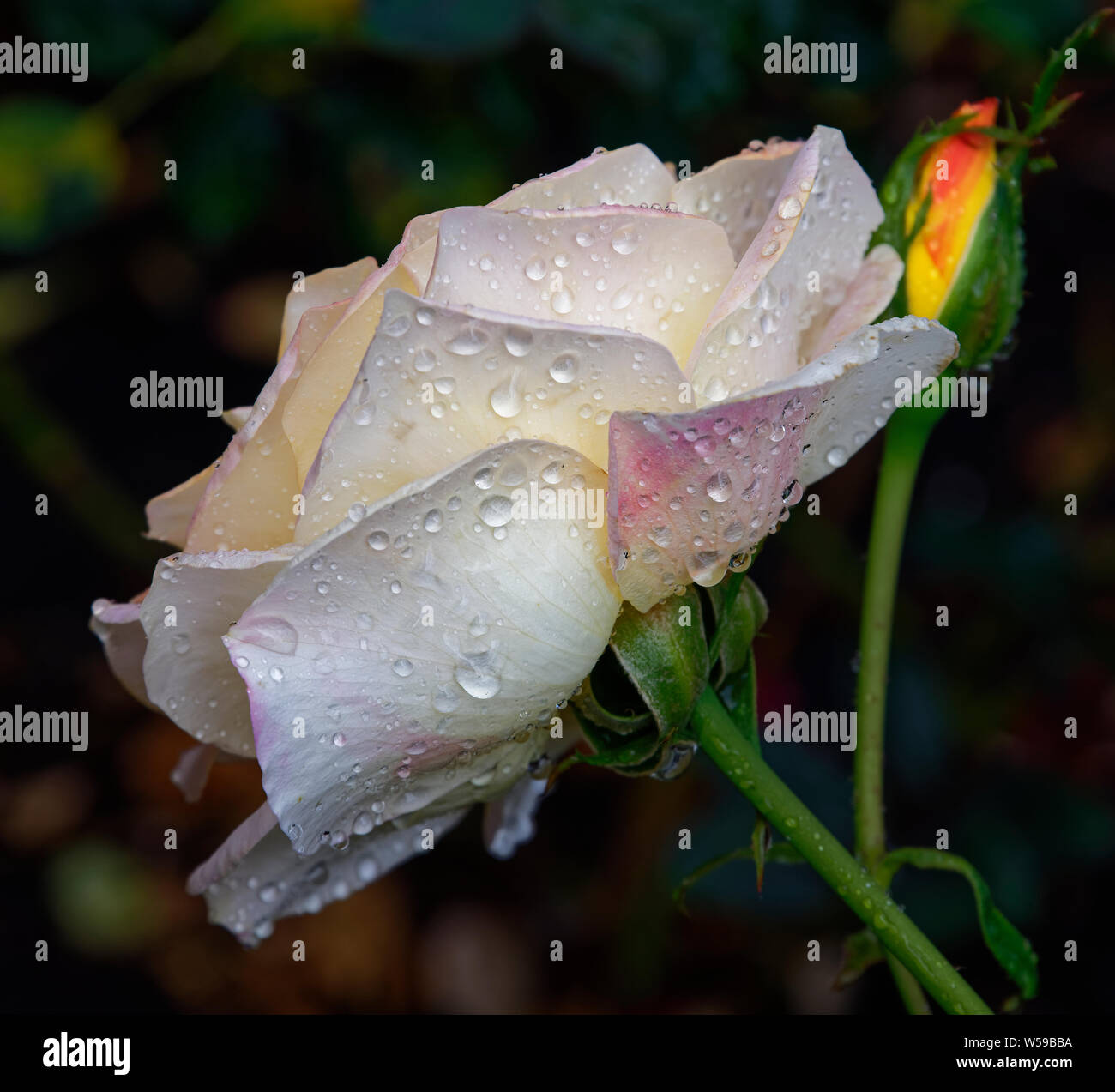 Australian roses perth hi-res stock photography and images - Alamy