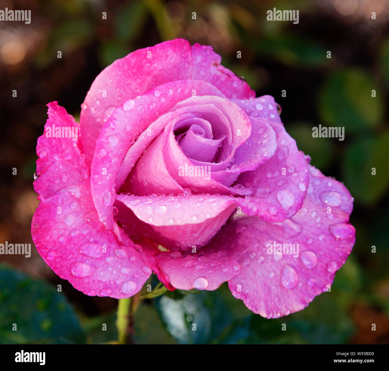 Australian Roses Perth High Resolution Stock Photography and Images - Alamy