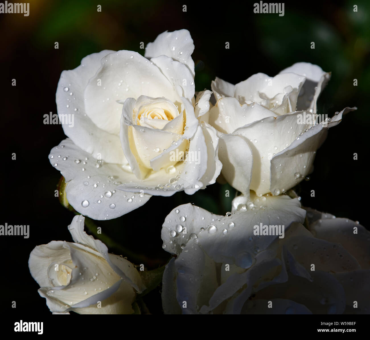 Australian roses perth hi-res stock photography and images - Alamy