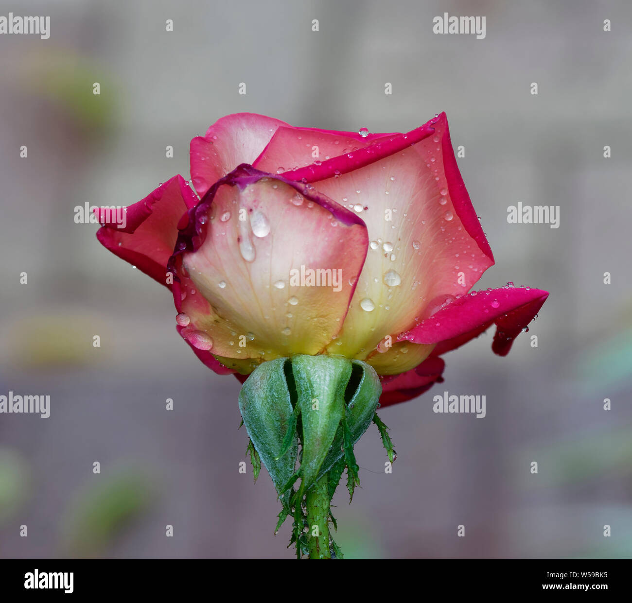 Australian roses perth hi-res stock photography and images - Alamy