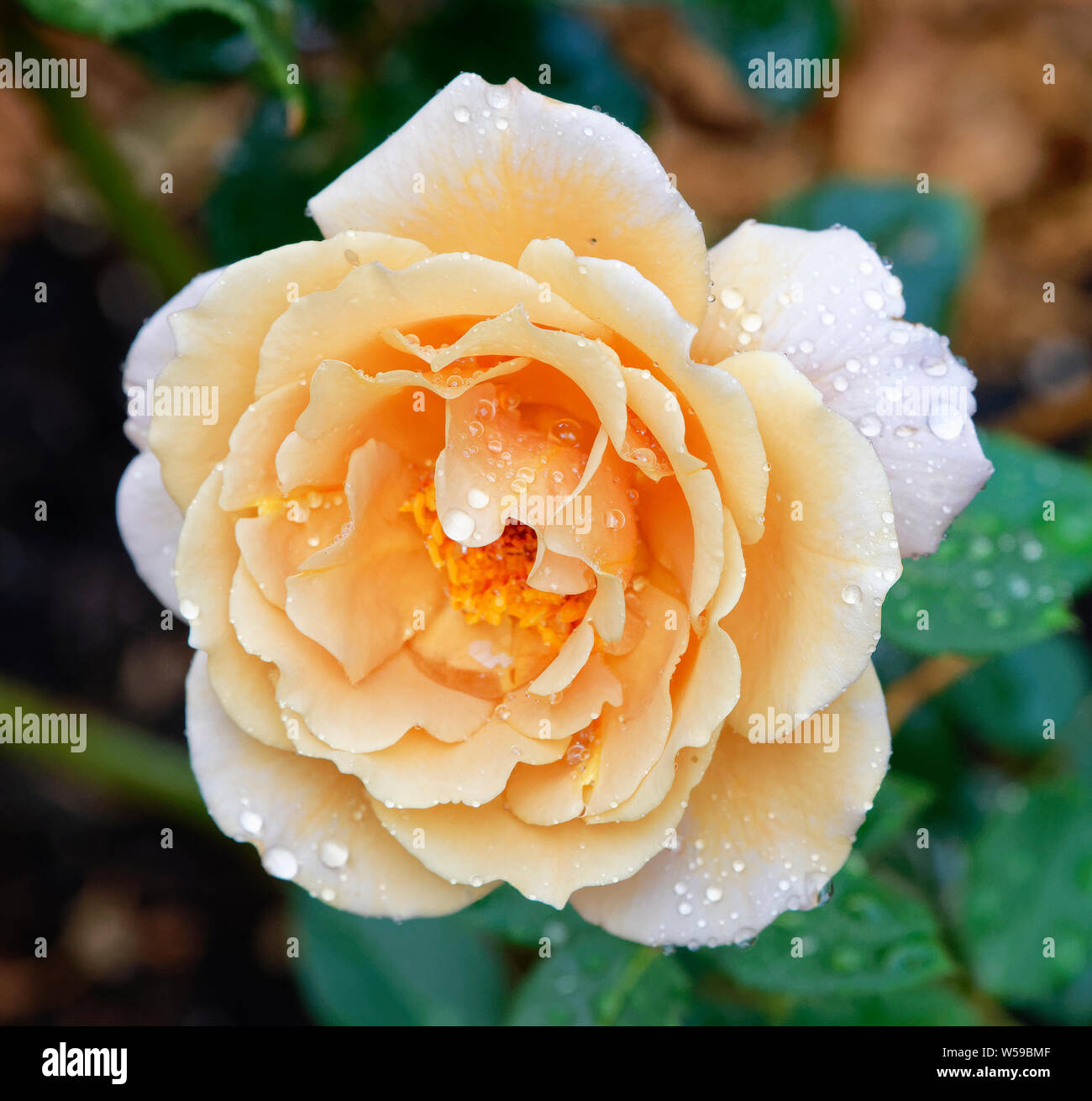 Australian roses perth hi-res stock photography and images - Alamy