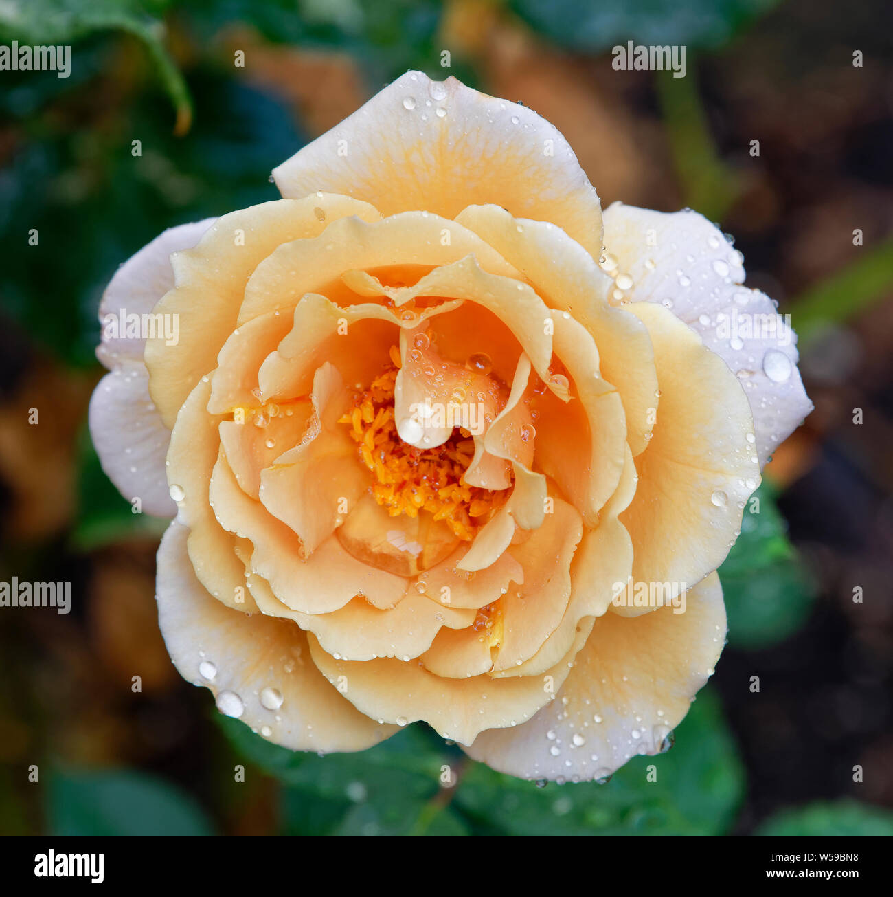 Australian Roses Perth High Resolution Stock Photography and Images - Alamy