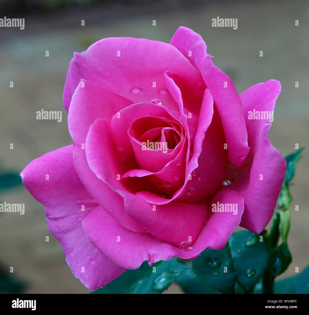 Australian roses perth hi-res stock photography and images - Alamy