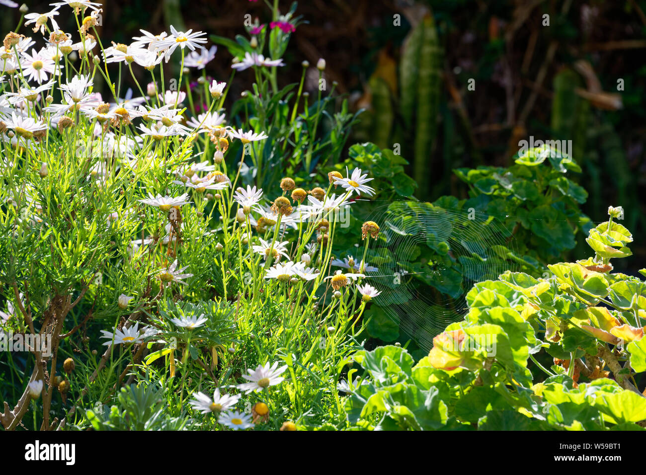 FLOWER GARDENS AUSTRALIA Stock Photo - Alamy