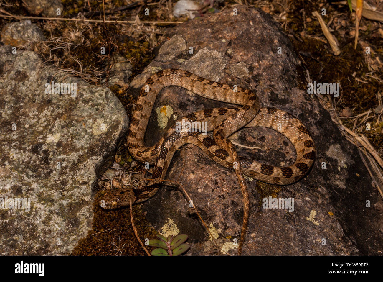 Huggorm hi-res stock photography and images - Alamy