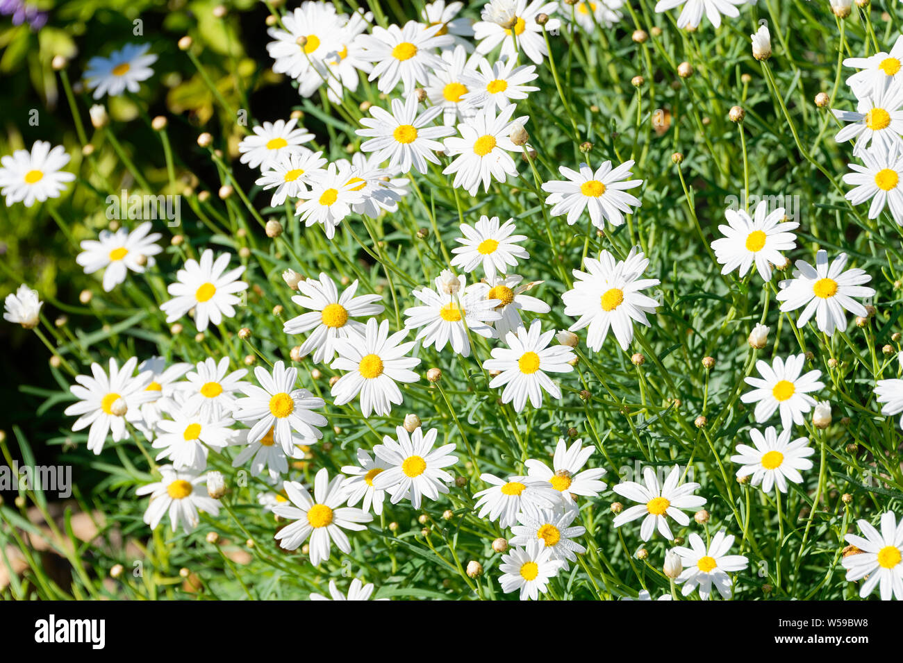 FLOWER GARDENS AUSTRALIA Stock Photo - Alamy