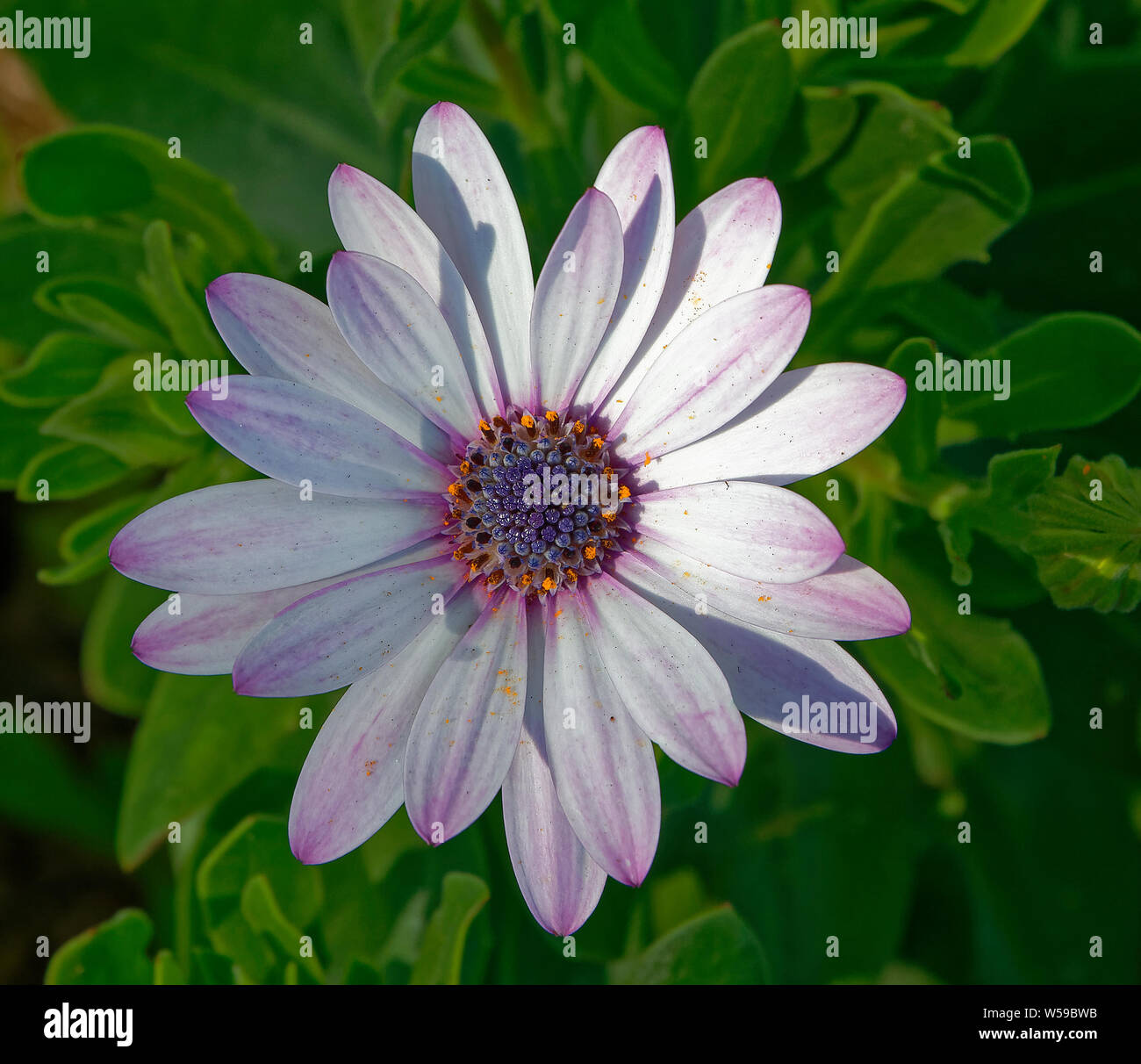 FLOWER GARDENS AUSTRALIA Stock Photo - Alamy