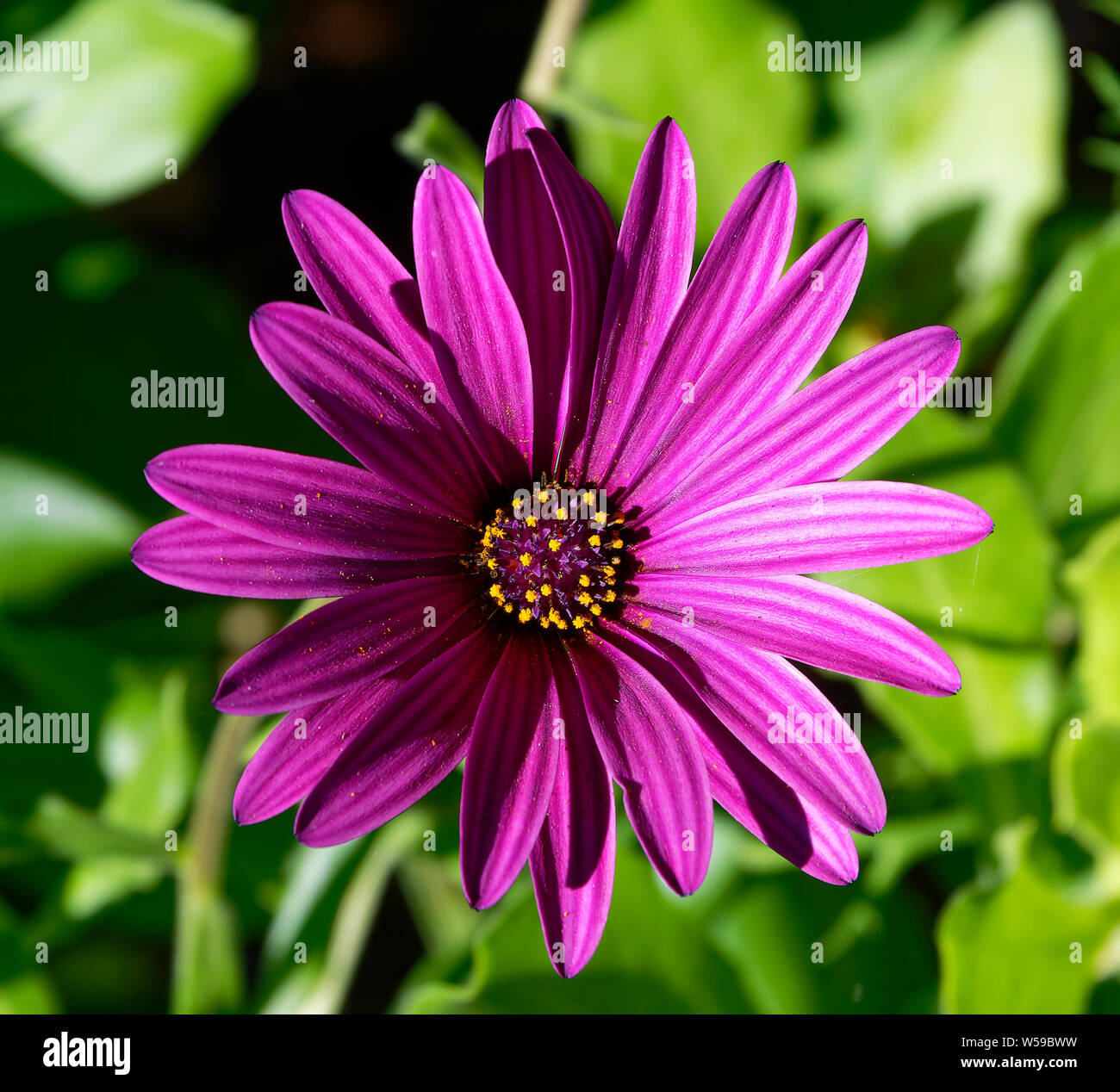 FLOWER GARDENS AUSTRALIA Stock Photo - Alamy