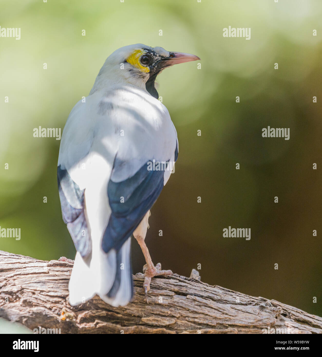 White starling hi-res stock photography and images - Alamy