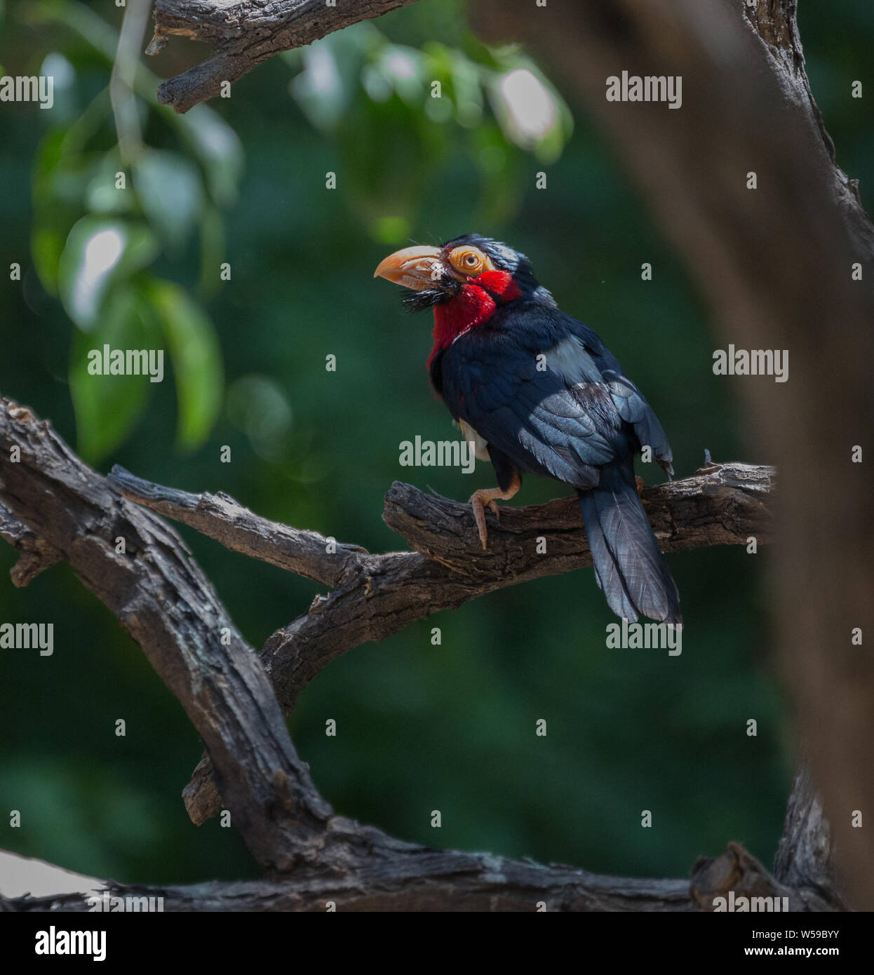 Bearded fig tree hi-res stock photography and images - Alamy