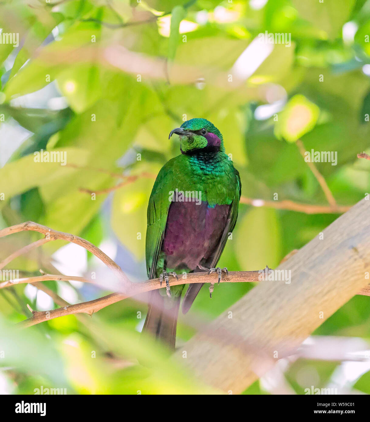 Captive Emerald Starling Bird in Arizona Stock Photo - Alamy