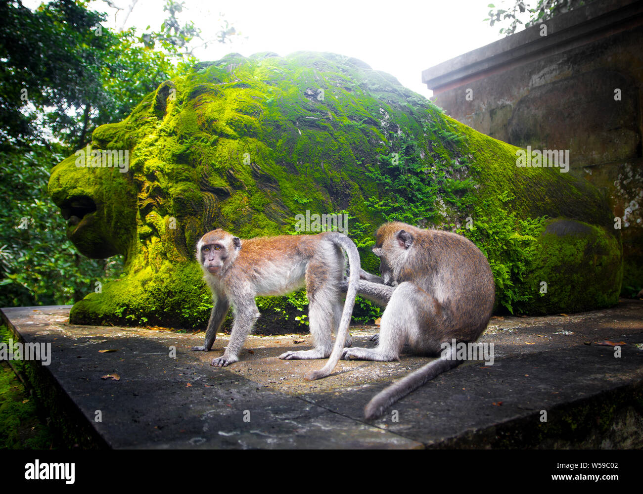 Two monkeys grooming each other Stock Photo - Alamy