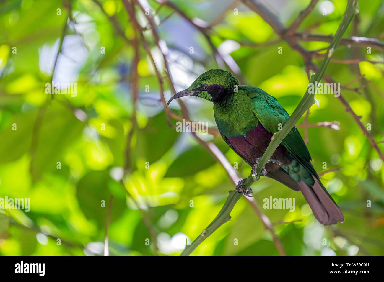 Captive Emerald Starling Bird in Arizona Stock Photo - Alamy