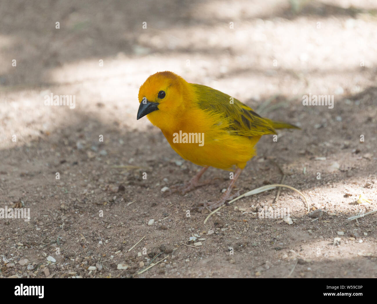 Taveta Golden Weaver Stock Photo - Alamy