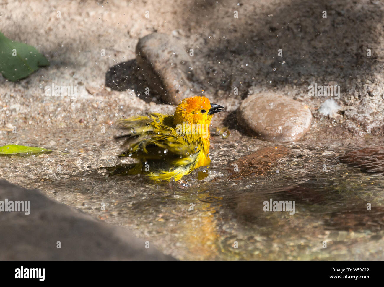 African golden weaver hi-res stock photography and images - Alamy