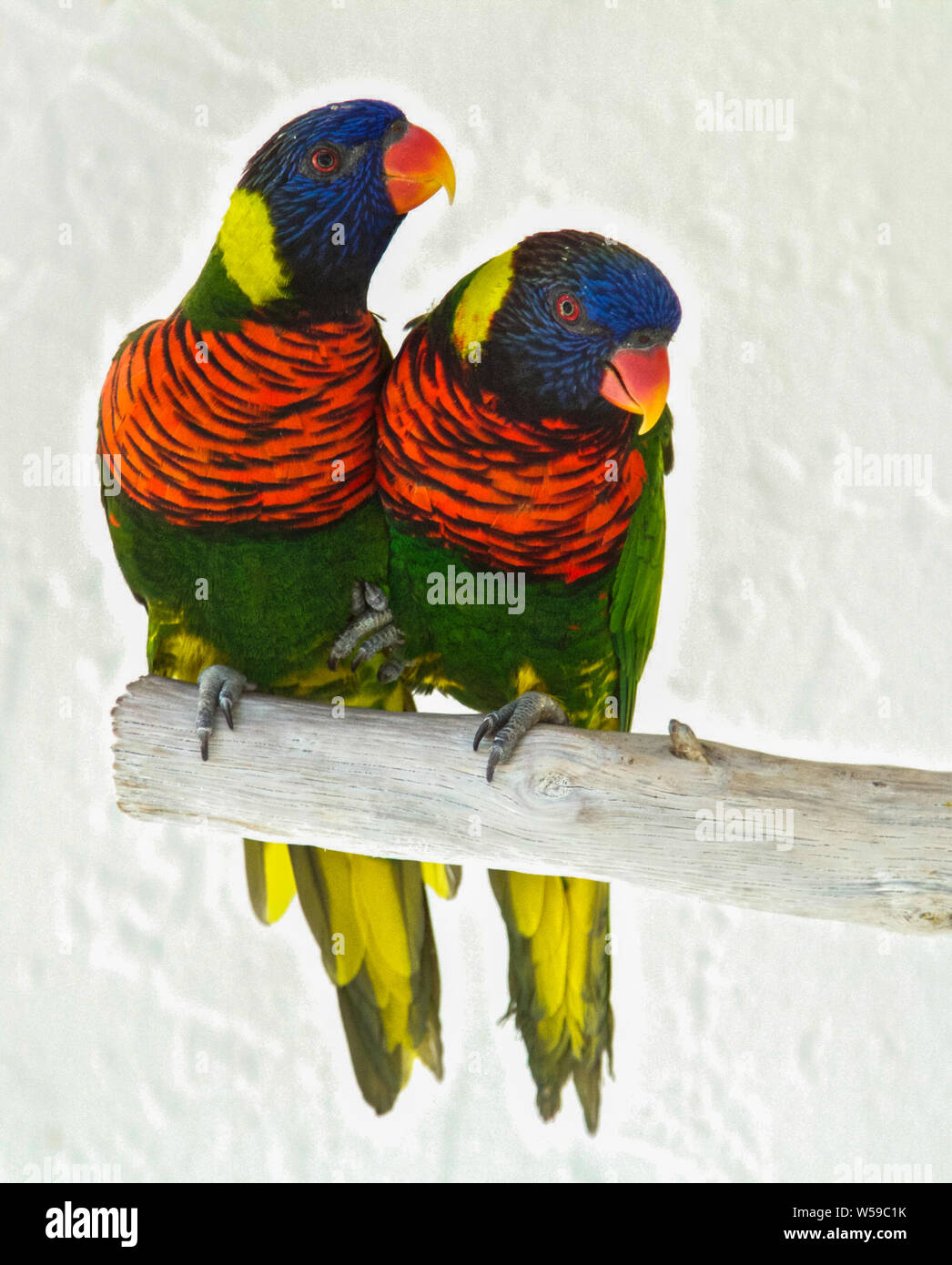 Rainbow colored wings hi-res stock photography and images - Alamy