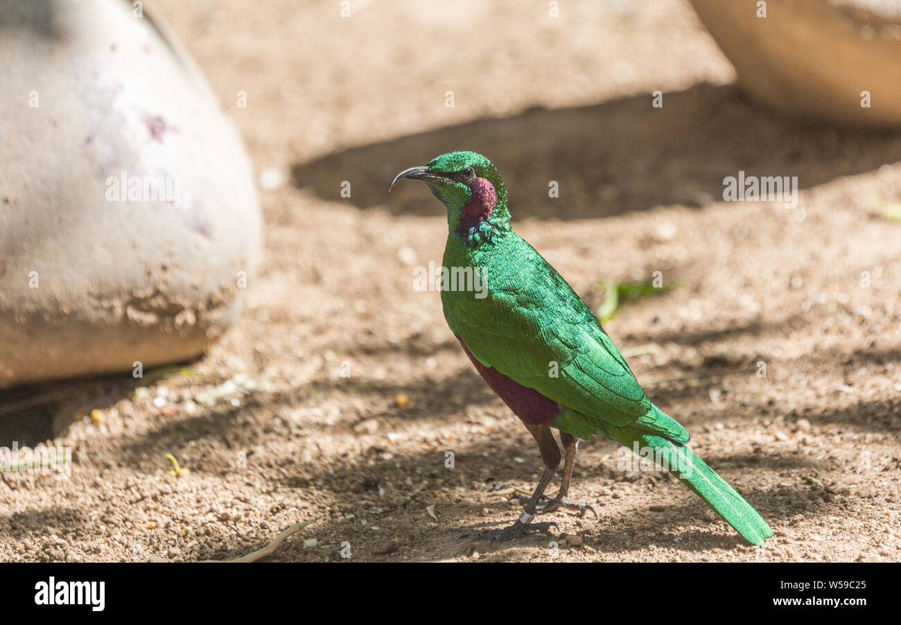 Captive Emerald Starling Bird in Arizona Stock Photo - Alamy
