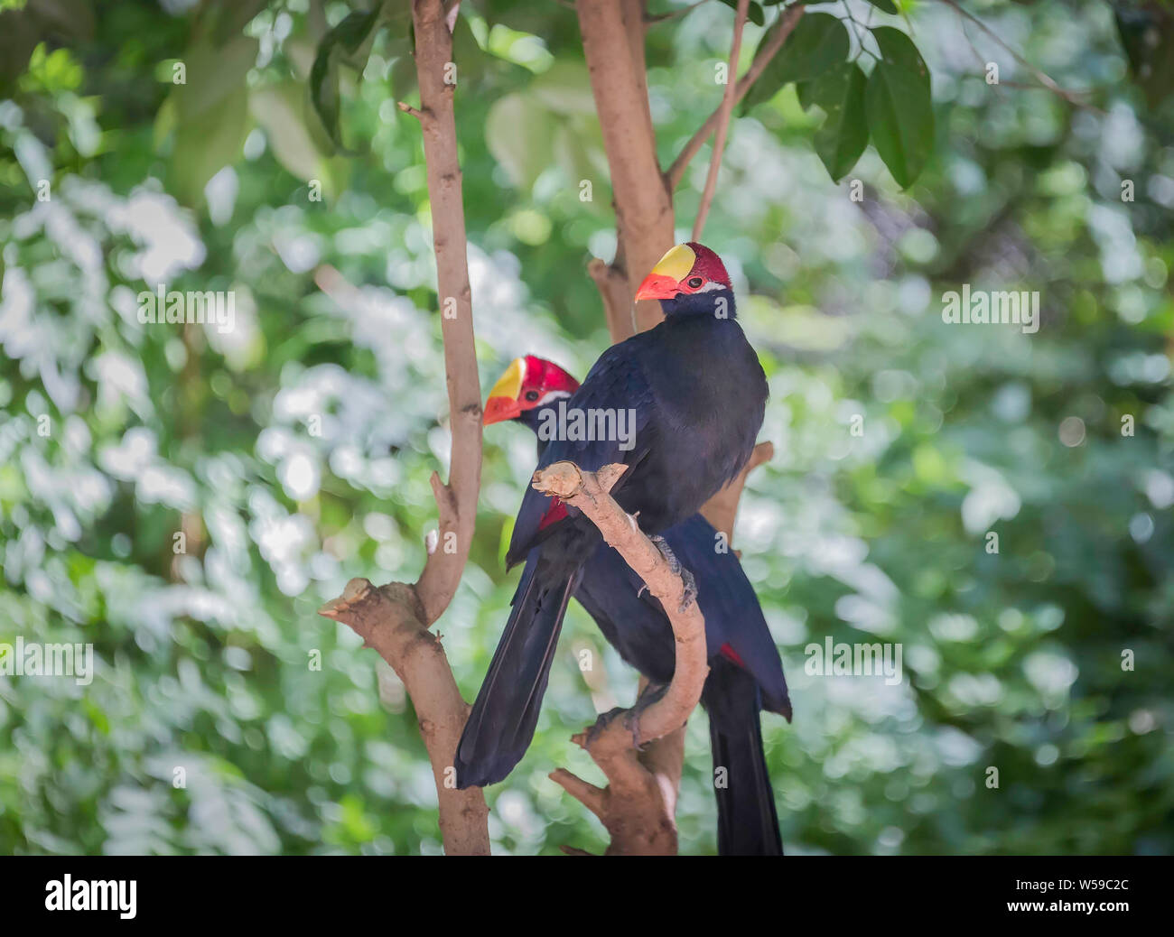 Plantain eater turaco hi-res stock photography and images - Alamy