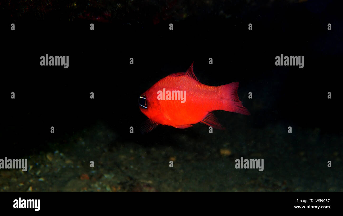 Cardinal Fish Apogon Imberbis High Resolution Stock Photography and ...