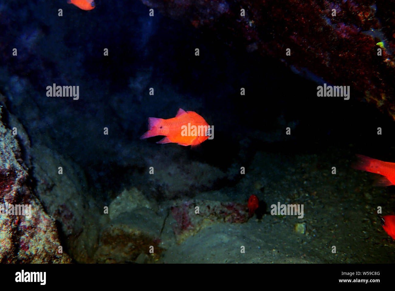 Cardinal fish apogon imberbis hi-res stock photography and images - Alamy