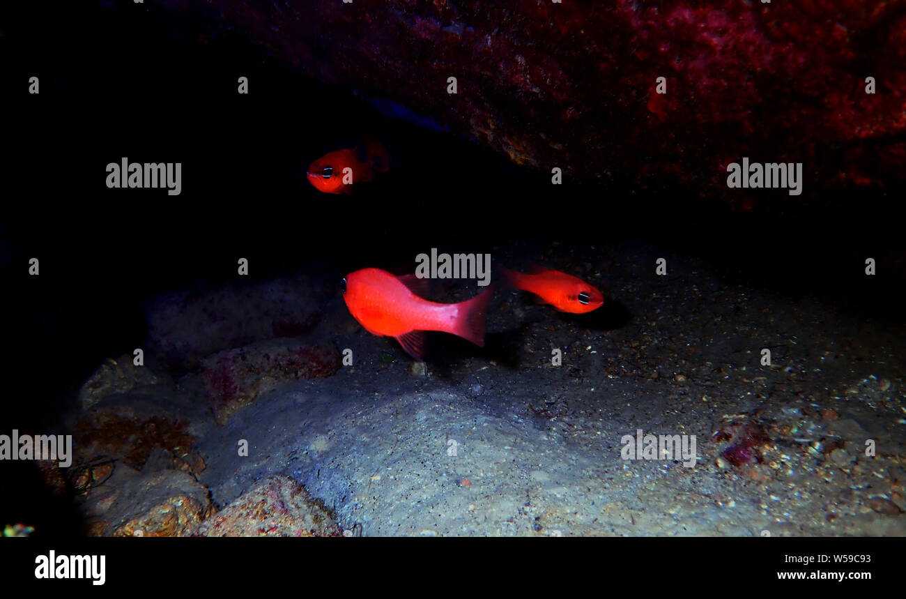 Mediterranean cardinal fish hi-res stock photography and images - Alamy