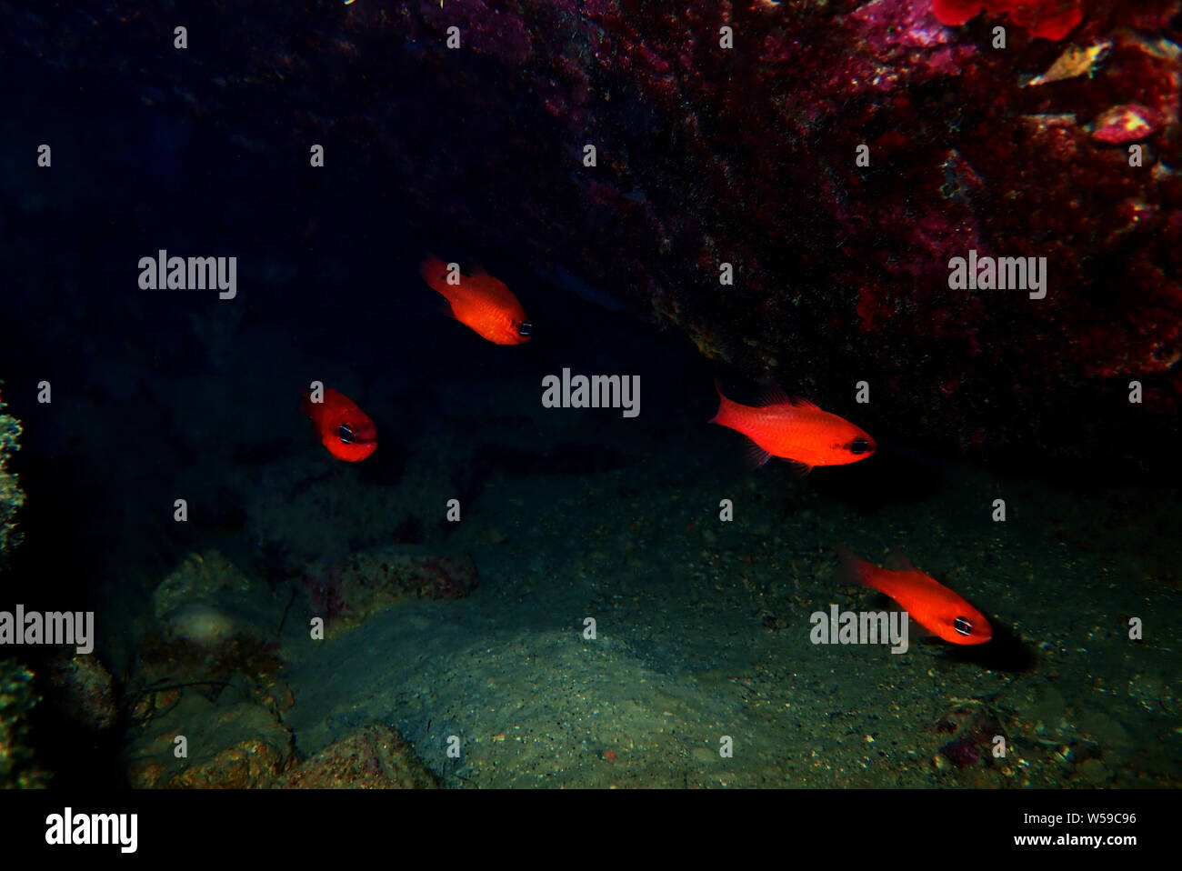 Red Mediterranean cardinalfish - (Apogon imberbis Stock Photo - Alamy